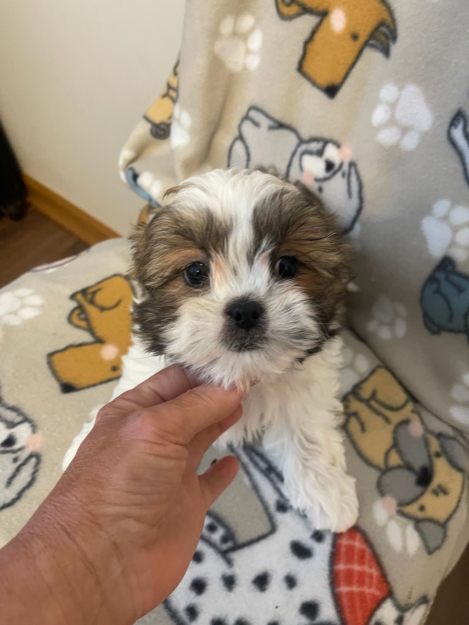 Available Puppies | Hampshire, IL | 847-387-0994