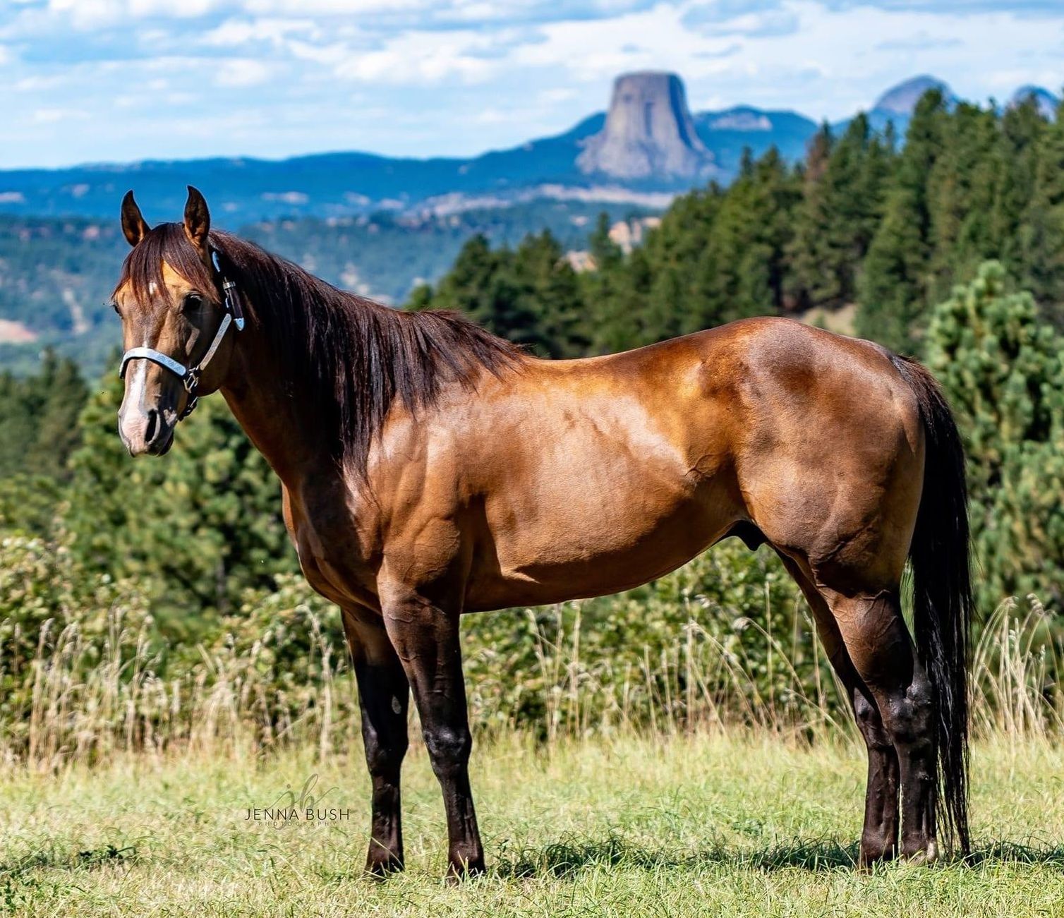 Stallions