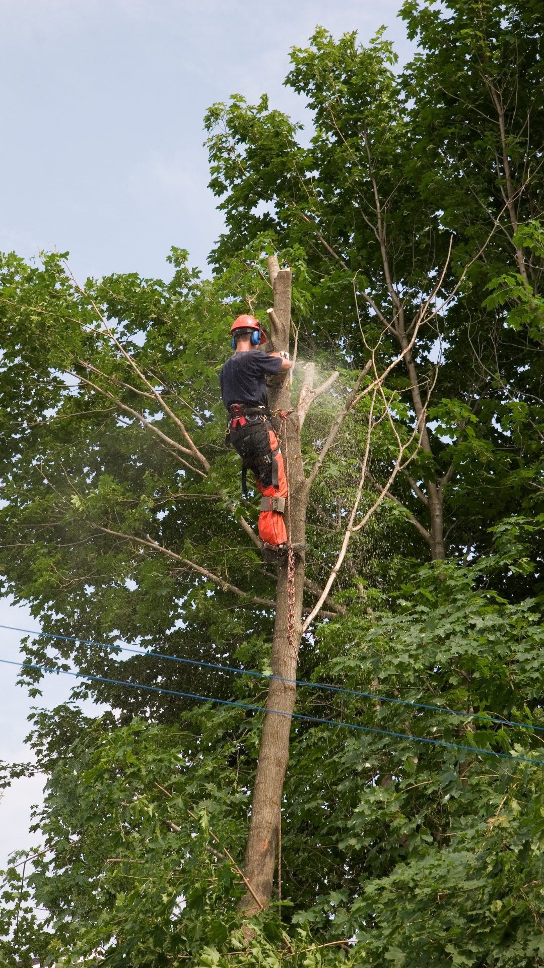 Tree Service Scranton, Pa | TML Tree Service