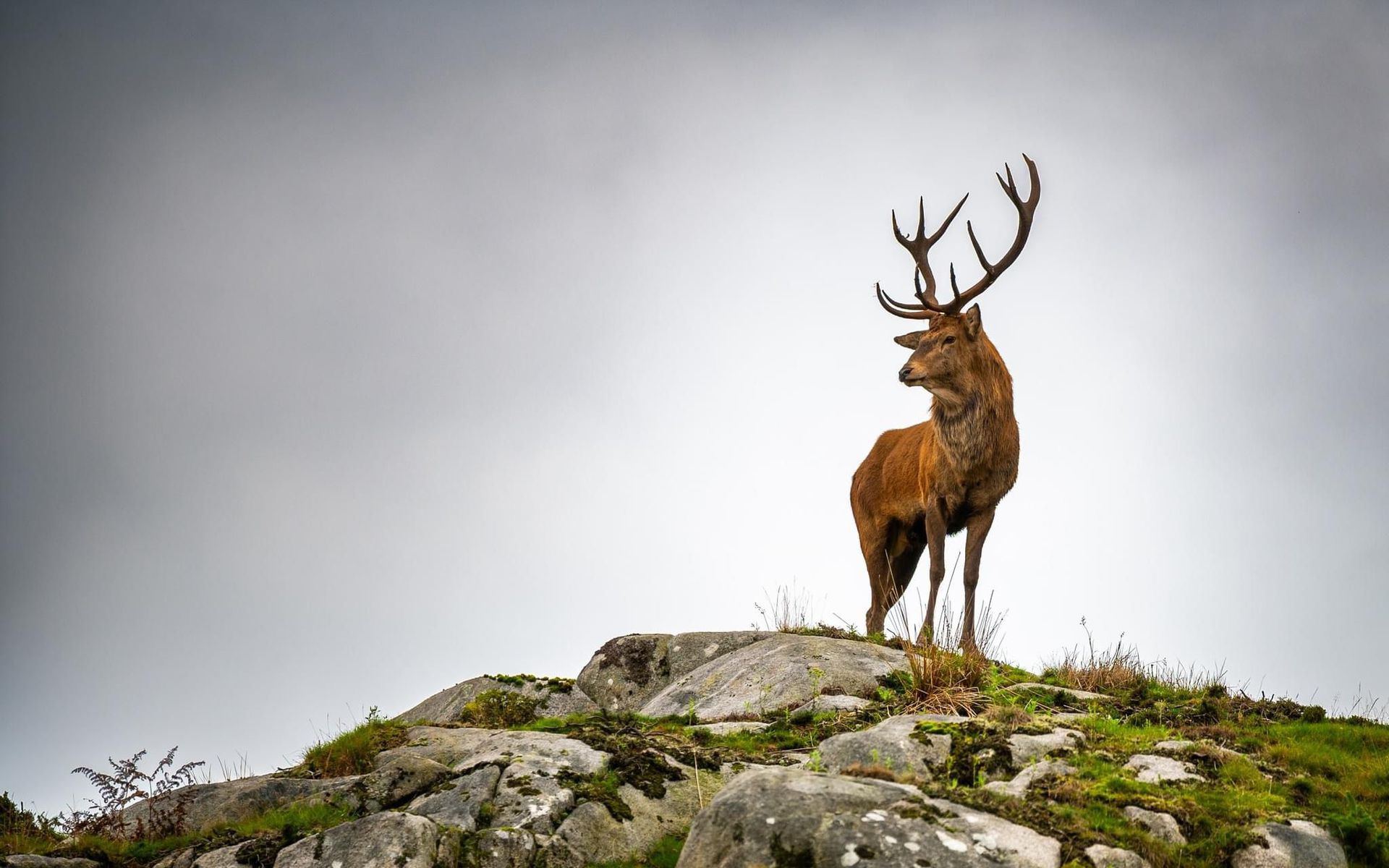 Deer park in hills on Scotland's Solway Coast offering tours