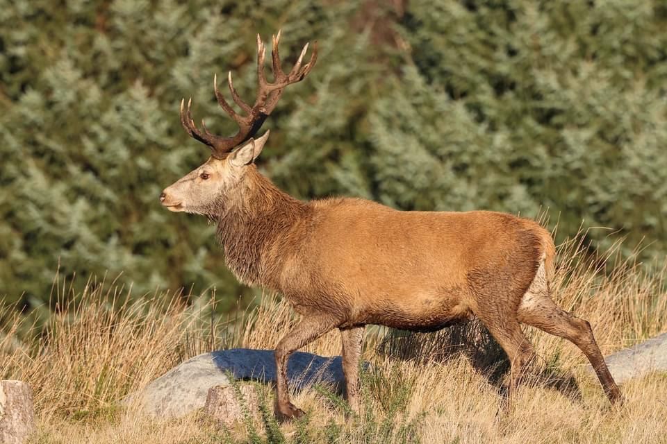 Deer park in hills on Scotland's Solway Coast offering tours