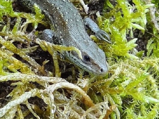 About other wildlife at Bainloch Deer Park, Sandyhills