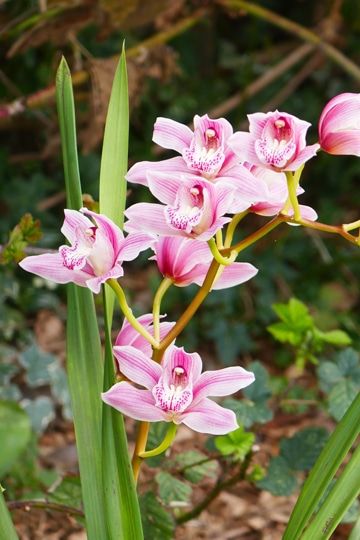 Cymbidium insigne