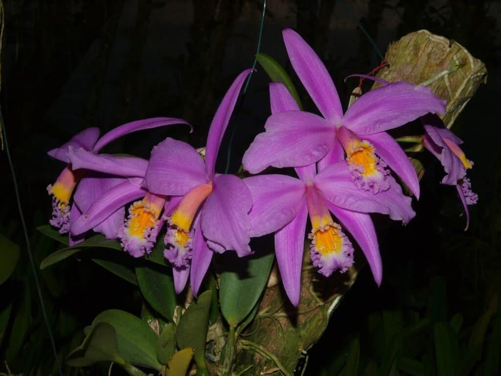 Cattleya jongheana