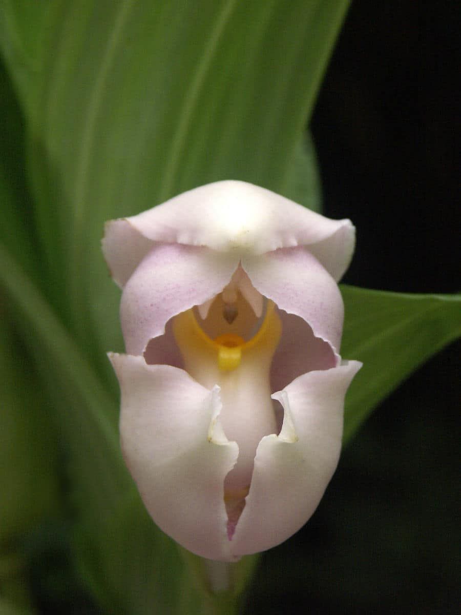 Orchid Digest Photo Gallery | Stunning Orchid Images