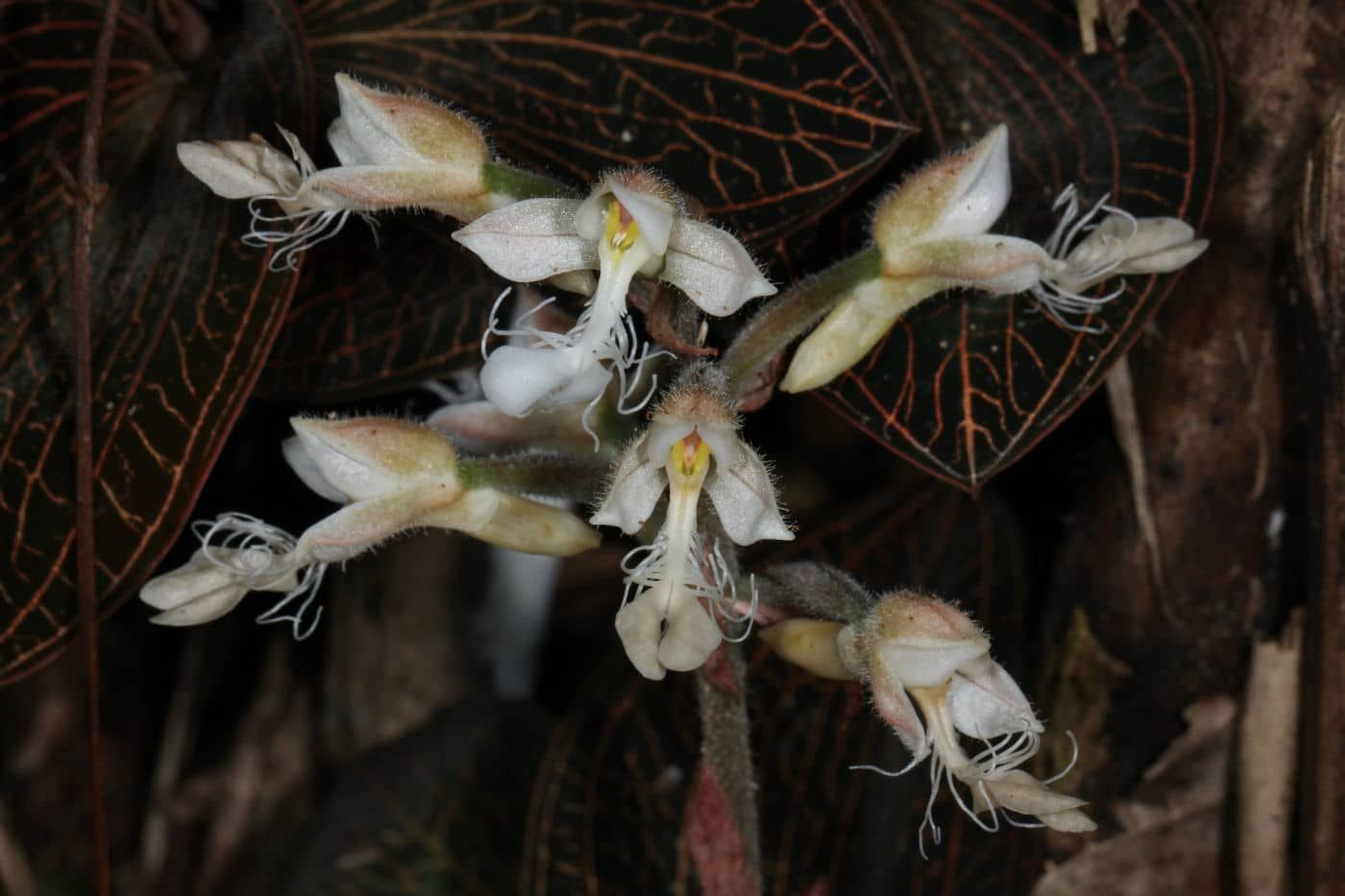 Orchid Digest Photo Gallery | Stunning Orchid Images