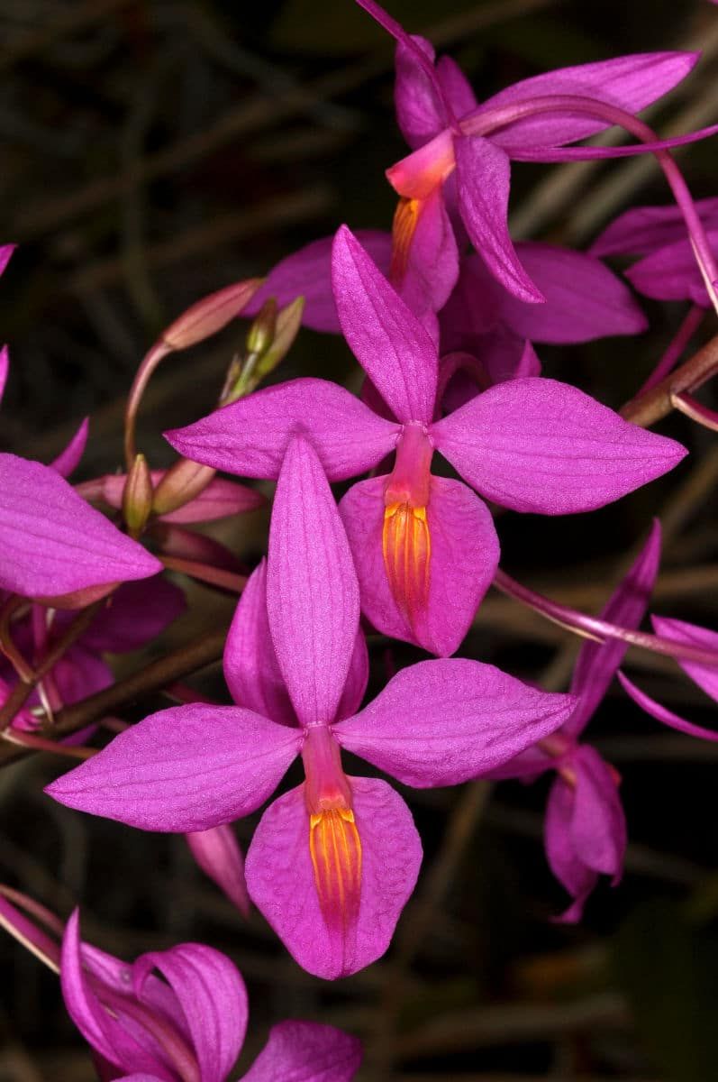 Orchid Digest Photo Gallery | Stunning Orchid Images