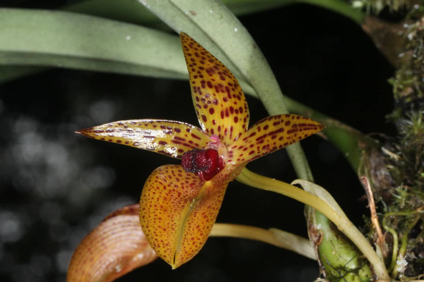 Orchid Digest Photo Gallery | Stunning Orchid Images