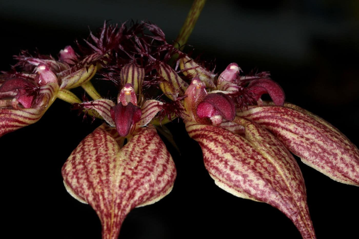 Orchid Digest Photo Gallery | Stunning Orchid Images