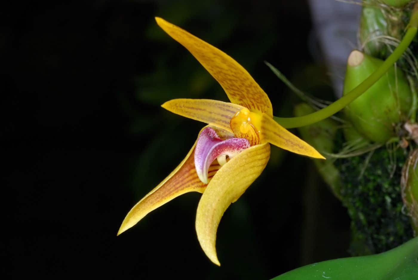 Orchid Digest Photo Gallery | Stunning Orchid Images