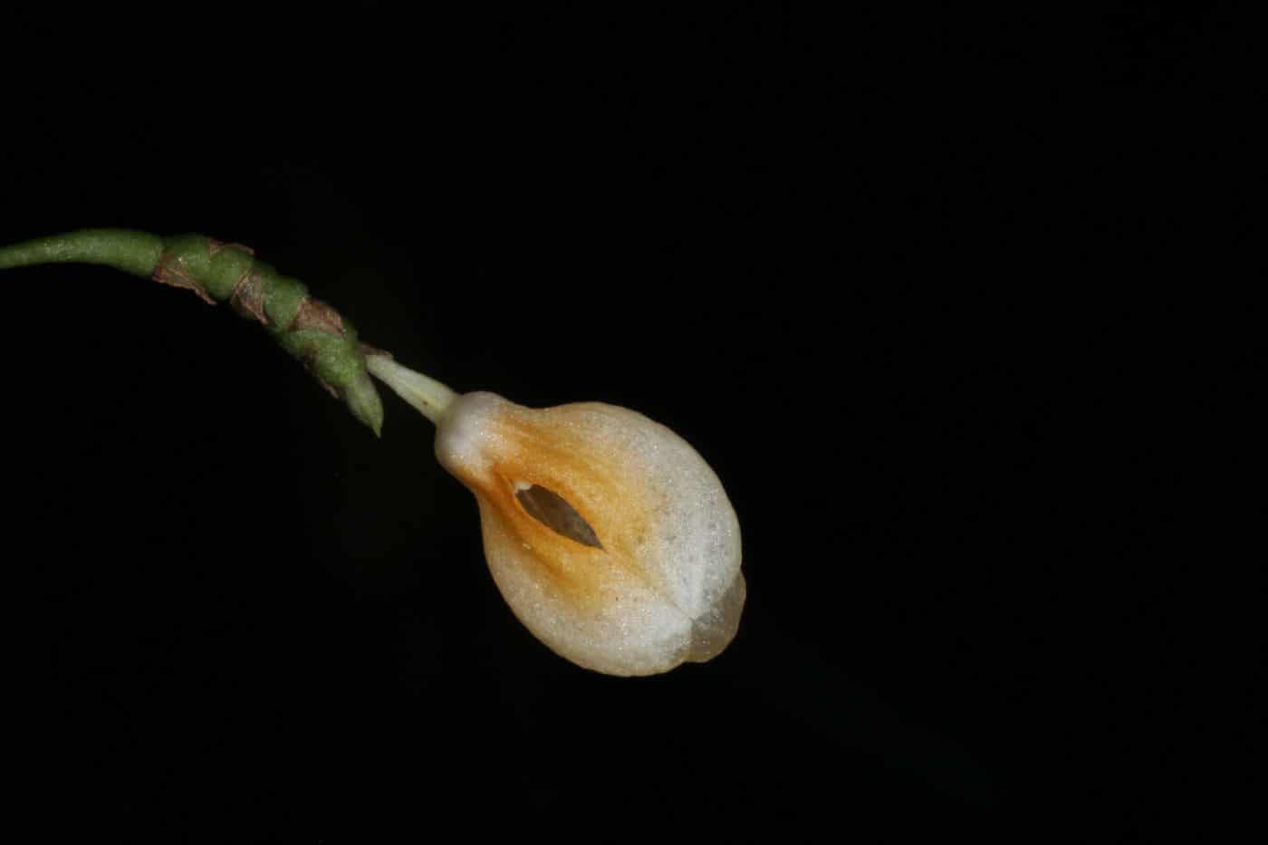 Orchid Digest Photo Gallery | Stunning Orchid Images