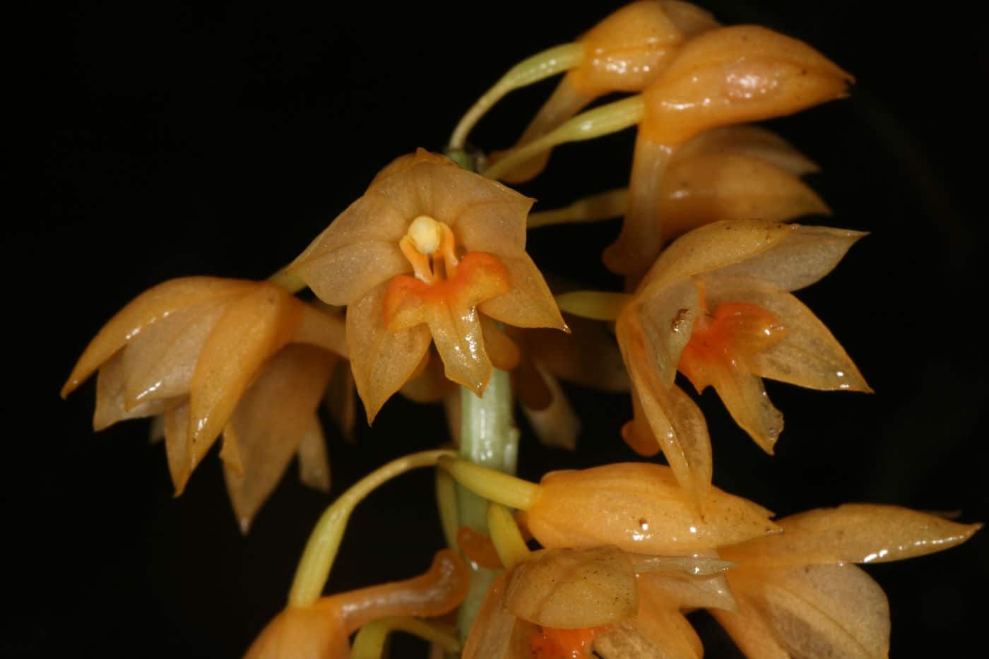 Orchid Digest Photo Gallery | Stunning Orchid Images