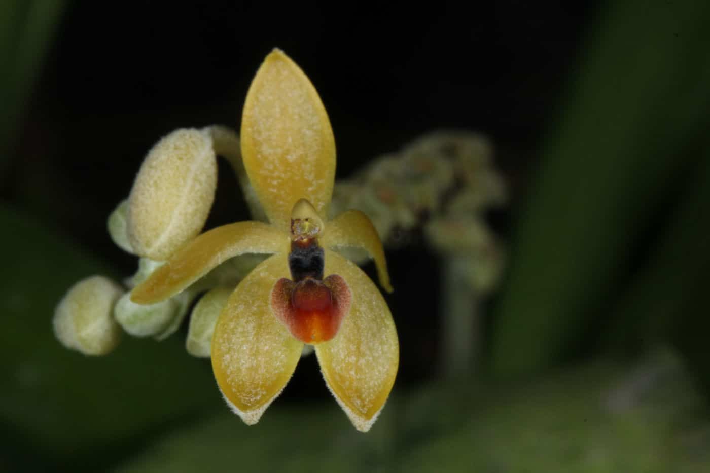 Orchid Digest Photo Gallery | Stunning Orchid Images