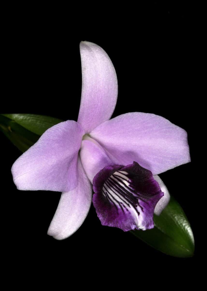 Orchid Digest Photo Gallery | Stunning Orchid Images