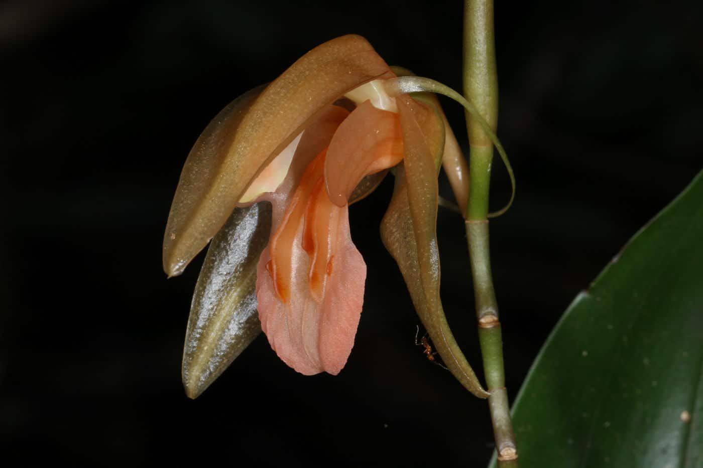 Orchid Digest Photo Gallery | Stunning Orchid Images