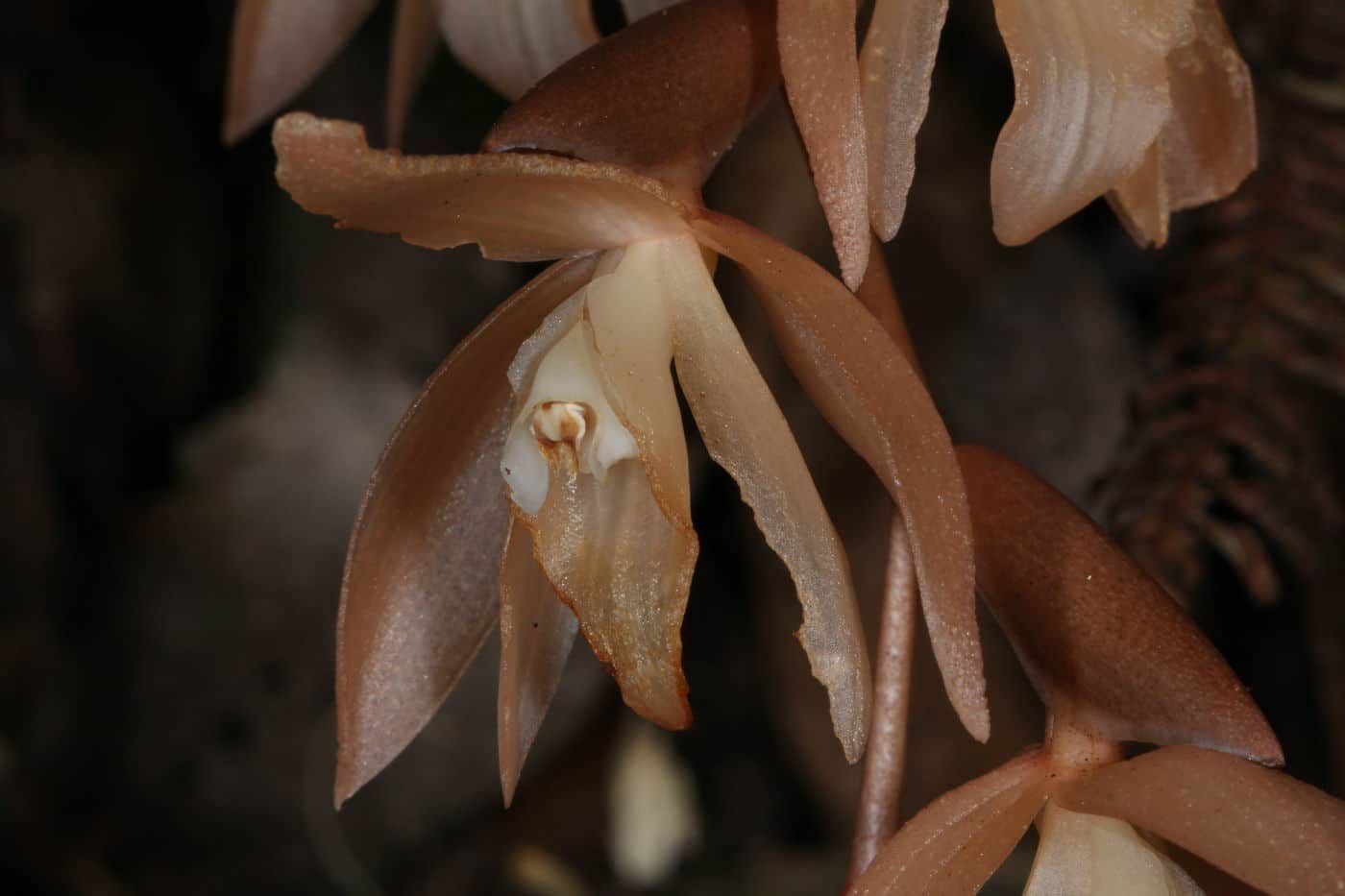 Orchid Digest Photo Gallery | Stunning Orchid Images