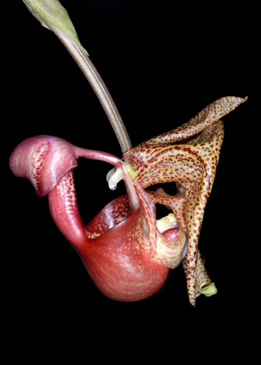 Orchid Digest Photo Gallery | Stunning Orchid Images