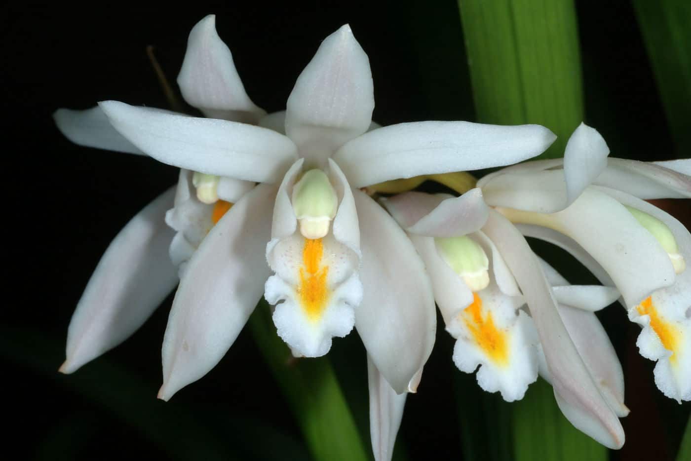 Orchid Digest Photo Gallery | Stunning Orchid Images