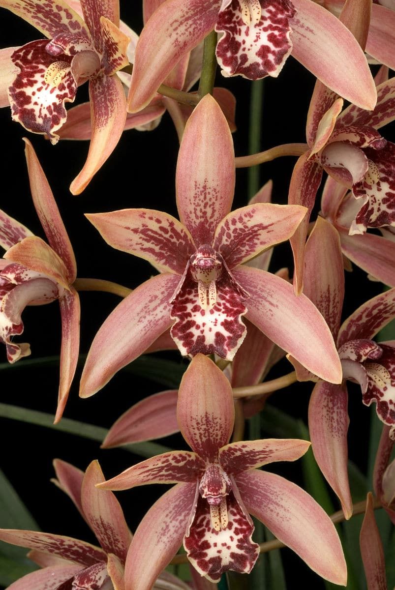 Orchid Digest Photo Gallery | Stunning Orchid Images