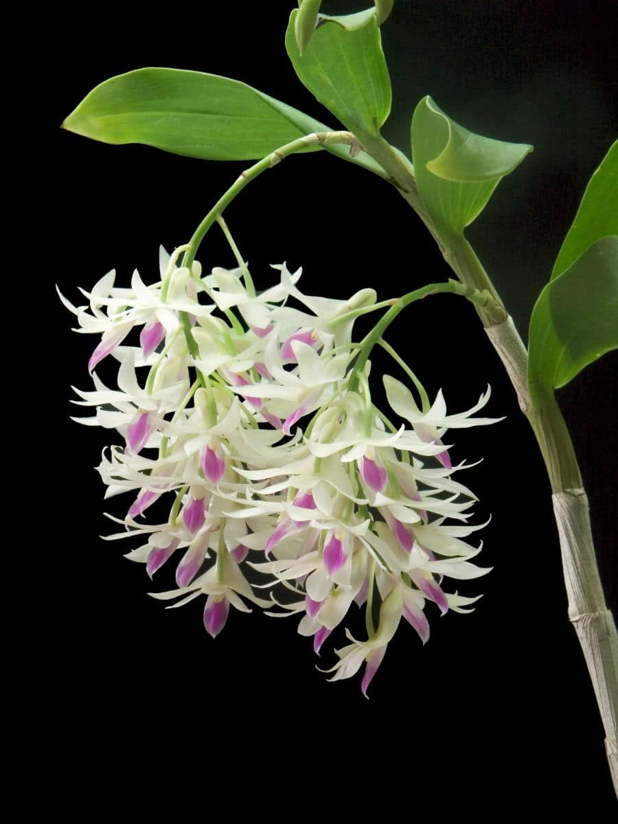 Orchid Digest Photo Gallery | Stunning Orchid Images