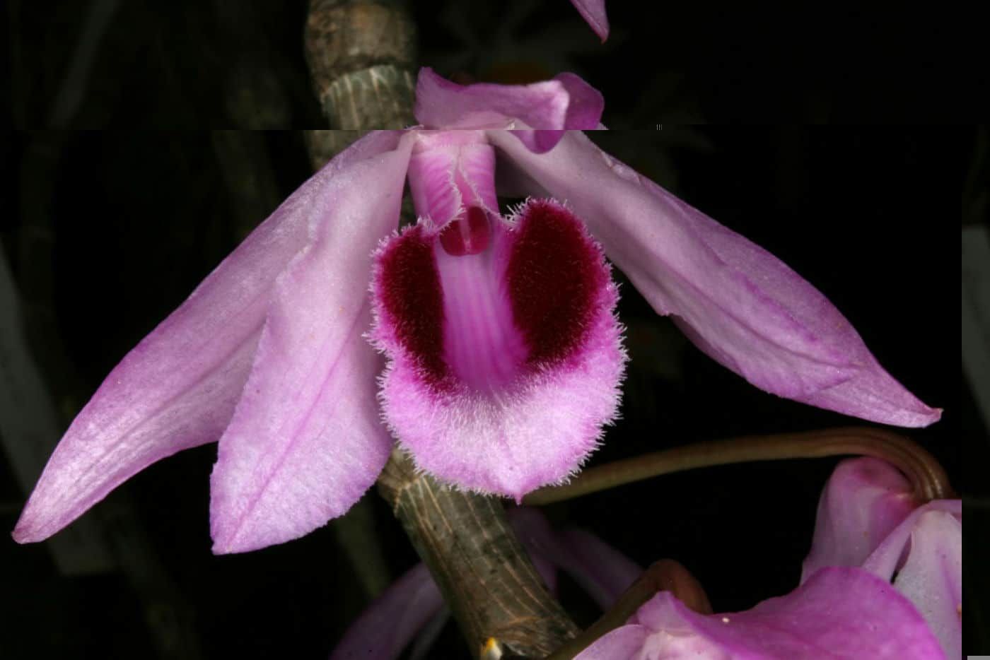 Orchid Digest Photo Gallery | Stunning Orchid Images