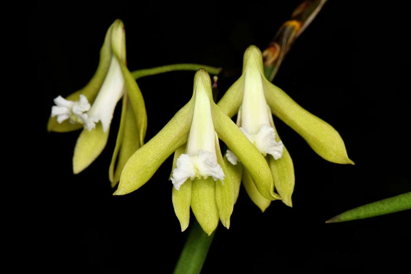 Orchid Digest Photo Gallery | Stunning Orchid Images