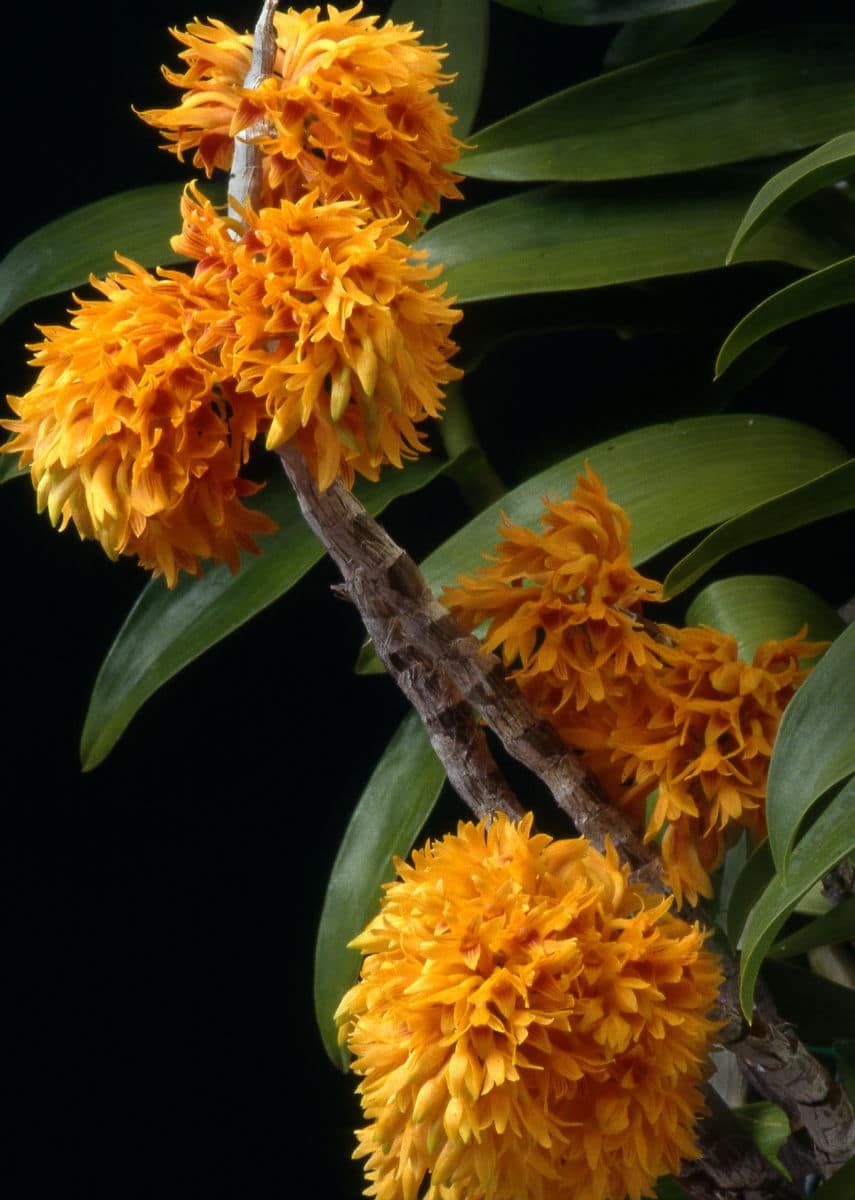 Orchid Digest Photo Gallery | Stunning Orchid Images