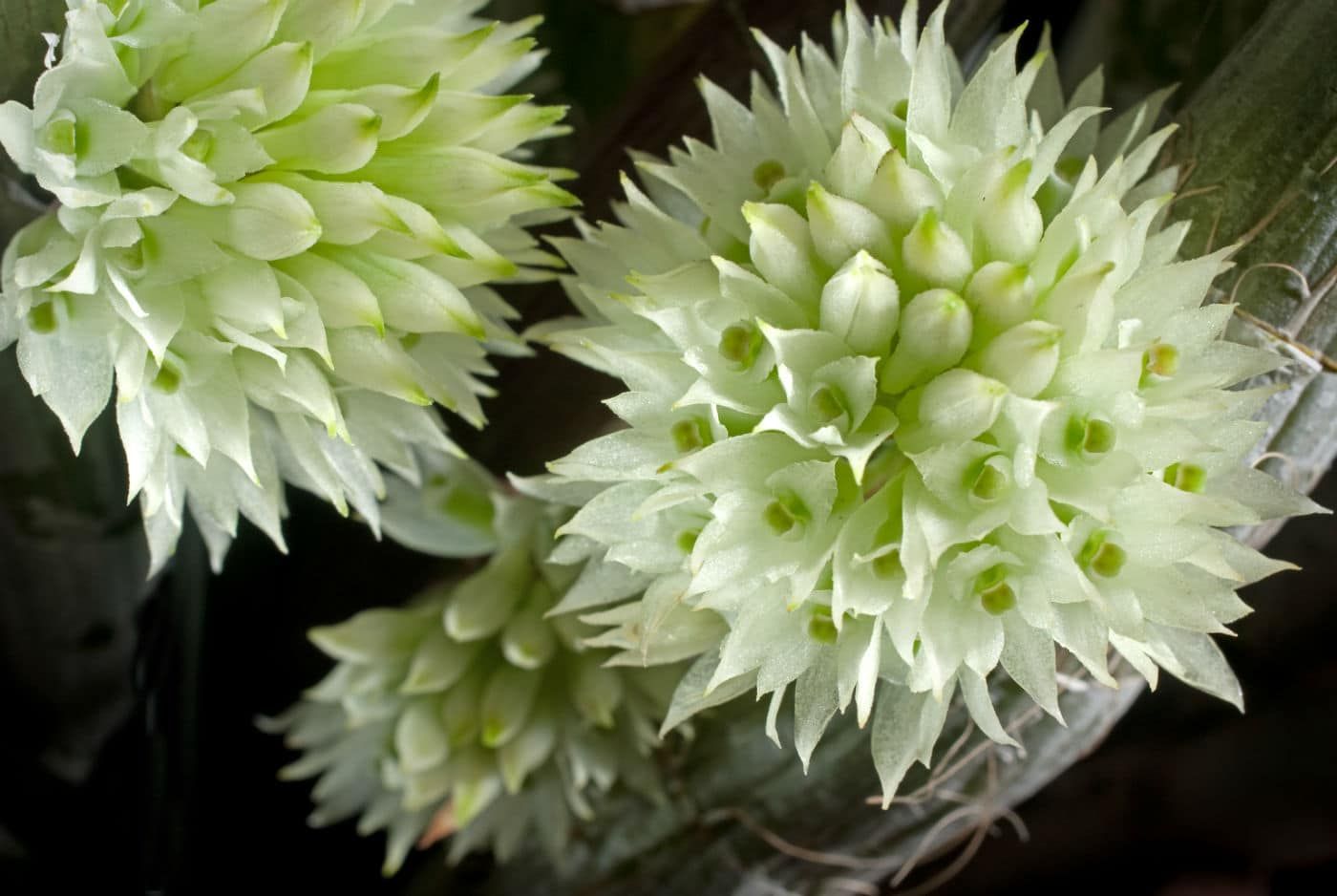 Orchid Digest Photo Gallery | Stunning Orchid Images