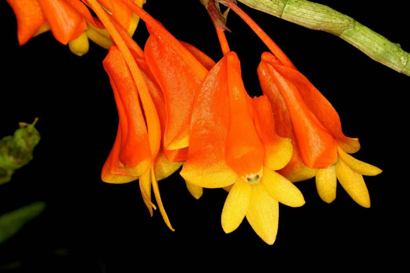 Orchid Digest Photo Gallery | Stunning Orchid Images