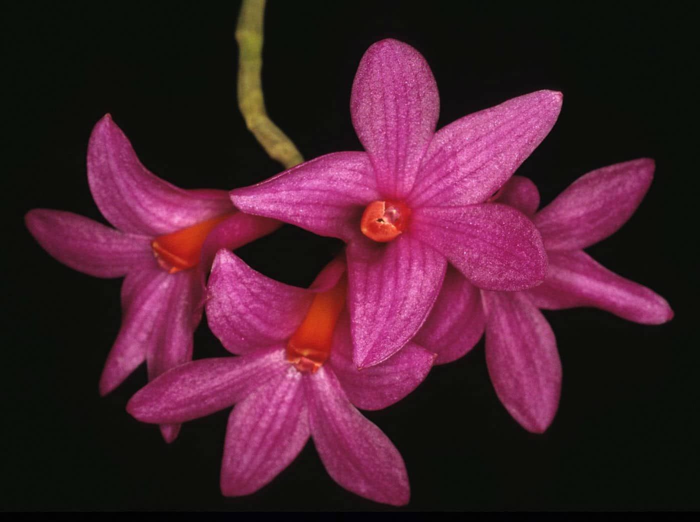 Orchid Digest Photo Gallery | Stunning Orchid Images