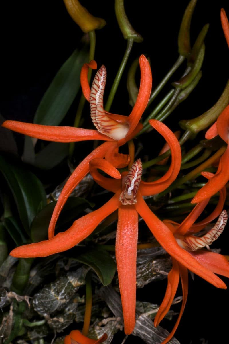 Orchid Digest Photo Gallery | Stunning Orchid Images