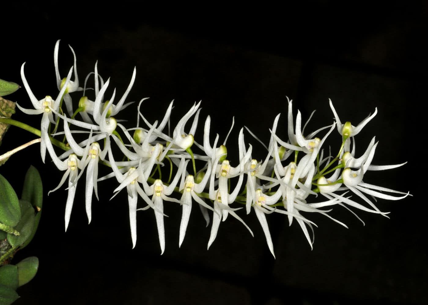 Orchid Digest Photo Gallery | Stunning Orchid Images