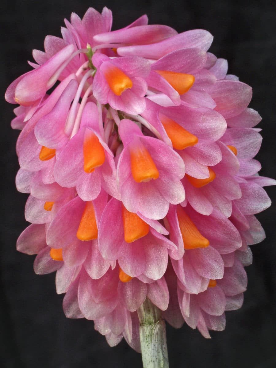 Orchid Digest Photo Gallery | Stunning Orchid Images