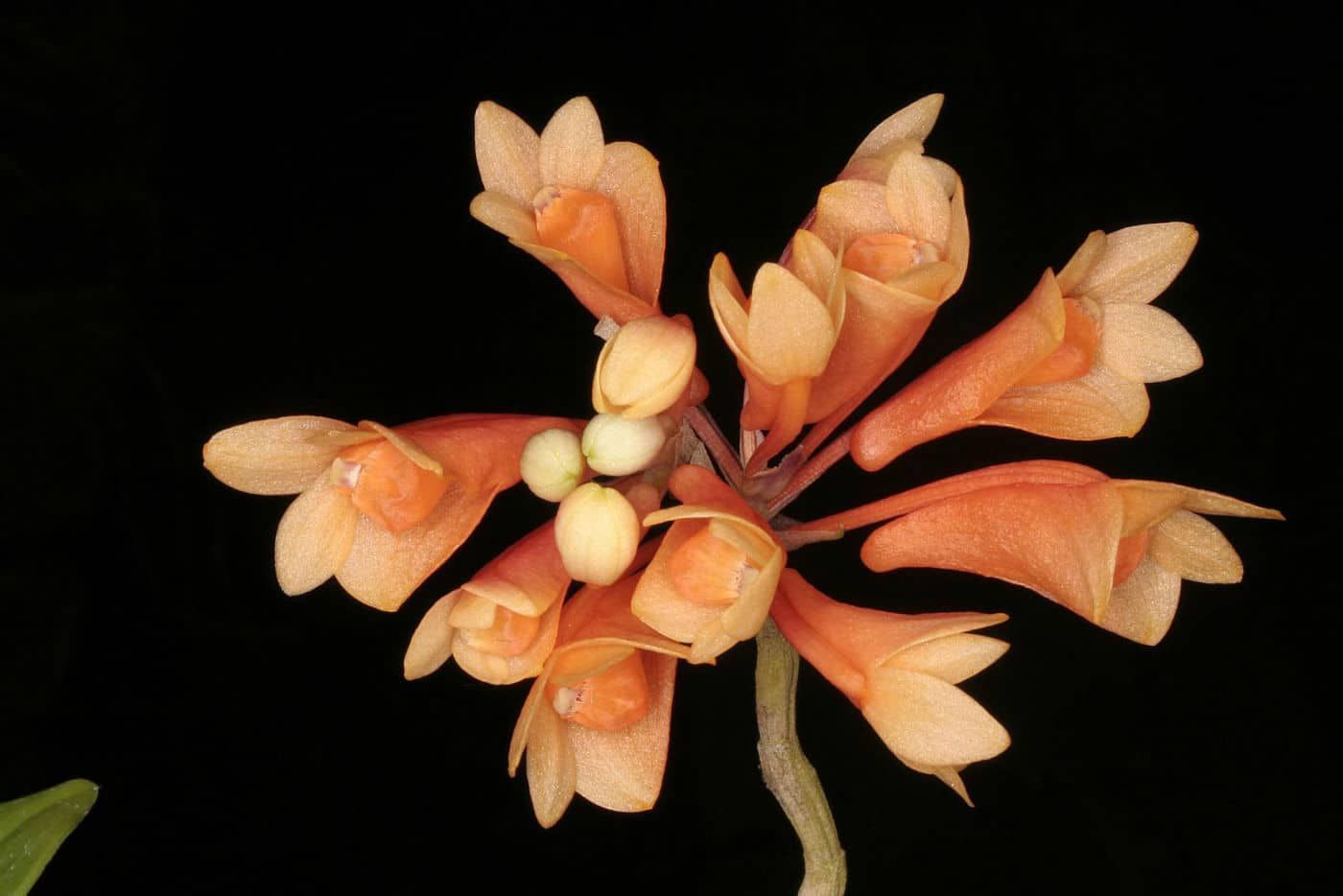 Orchid Digest Photo Gallery | Stunning Orchid Images