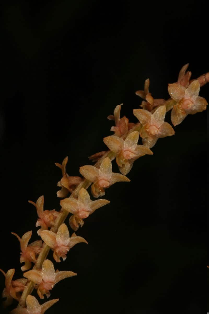 Orchid Digest Photo Gallery | Stunning Orchid Images