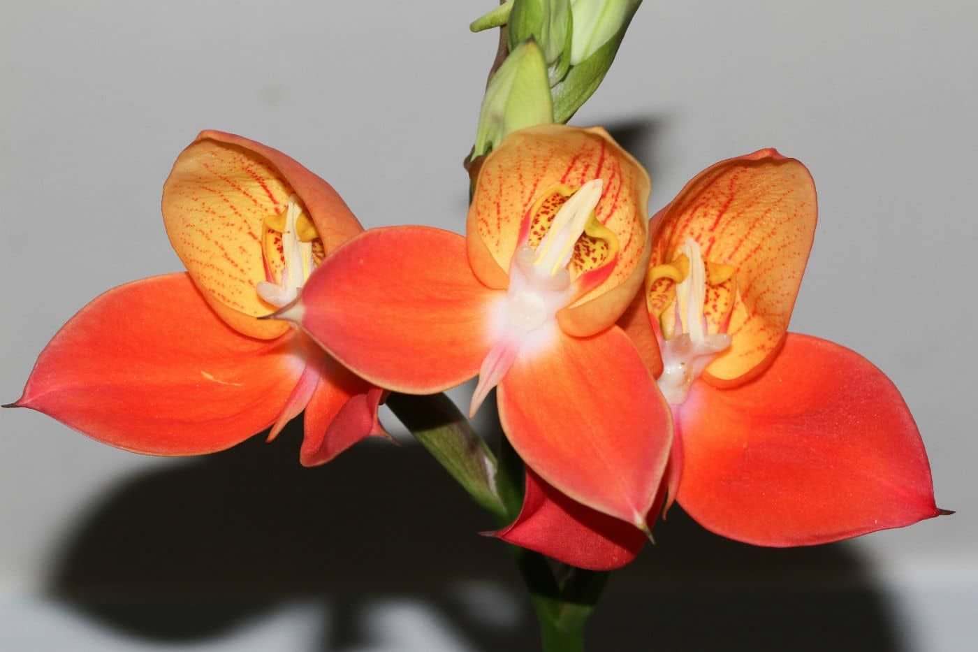 Orchid Digest Photo Gallery | Stunning Orchid Images