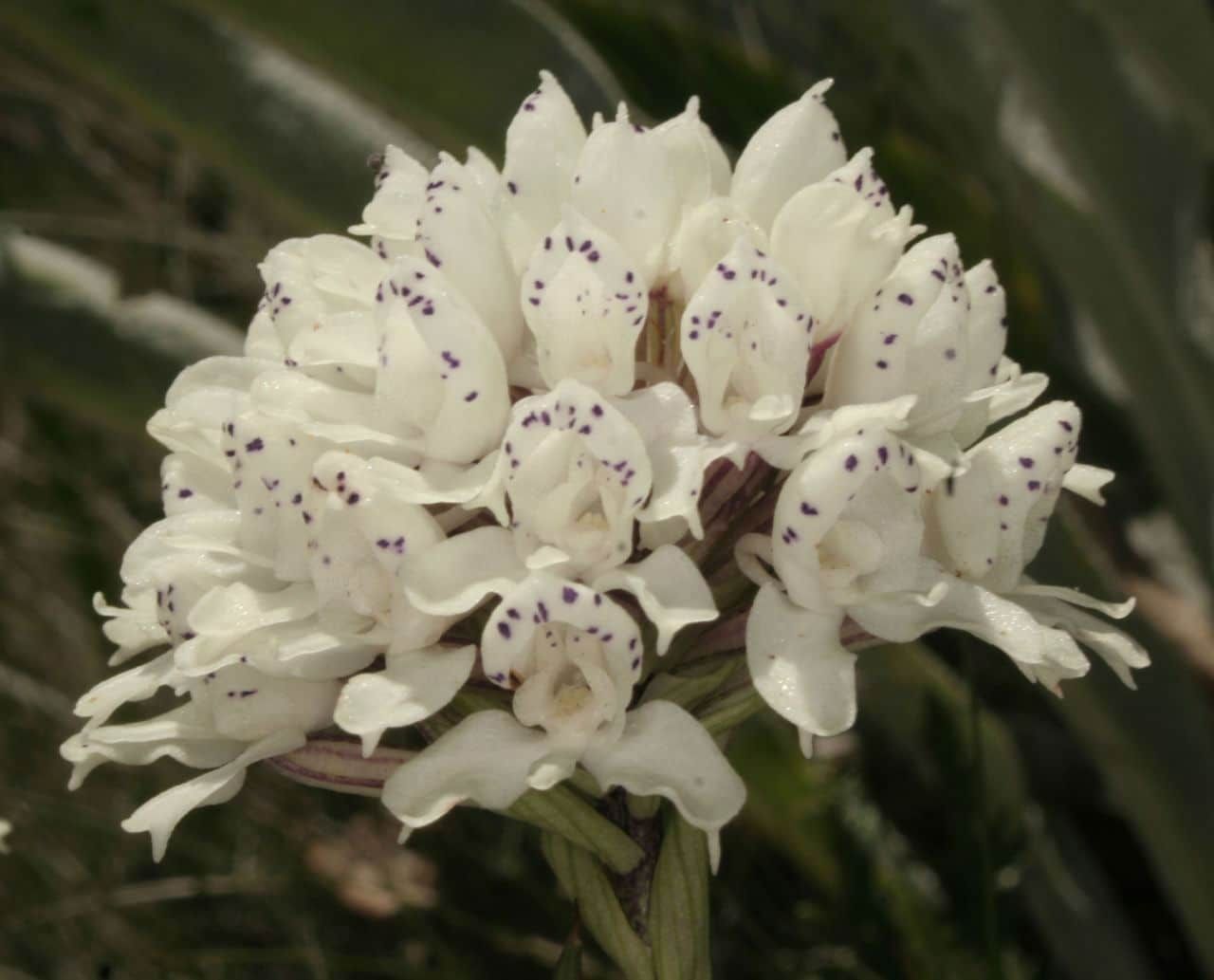 List of Affiliated Societies | Orchid Digest