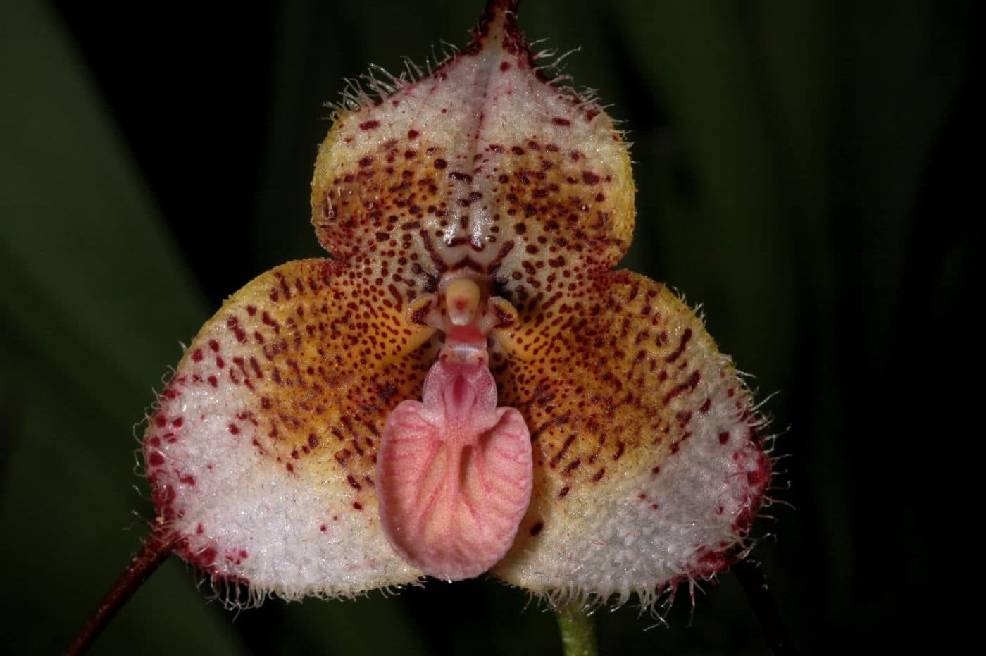 Orchid Digest Photo Gallery | Stunning Orchid Images