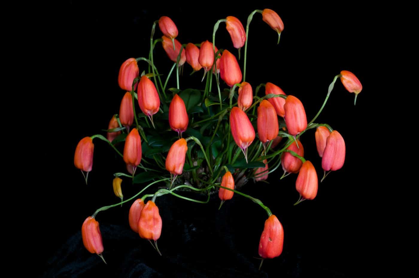 Orchid Digest Photo Gallery | Stunning Orchid Images