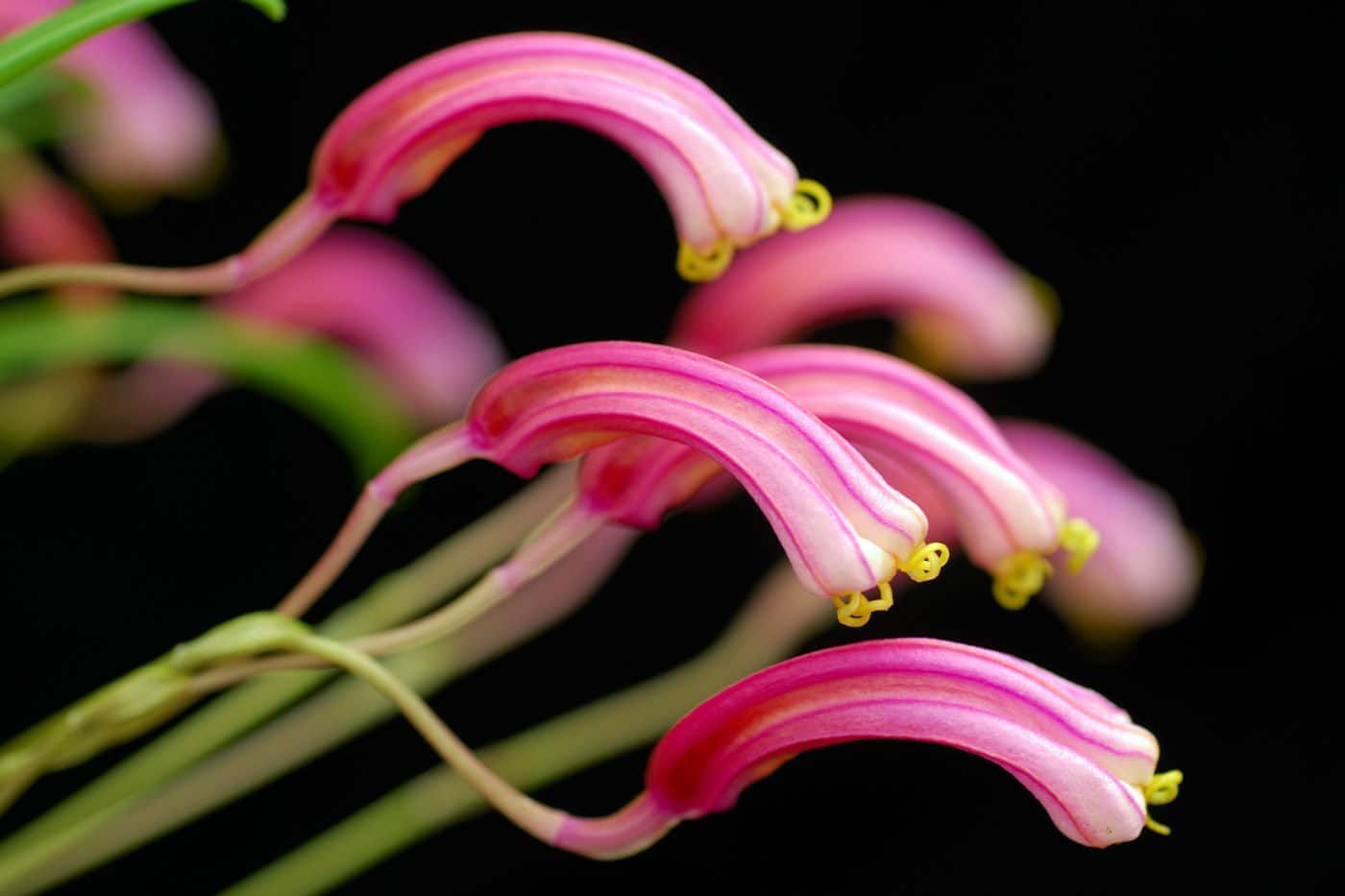 Orchid Digest Photo Gallery | Stunning Orchid Images