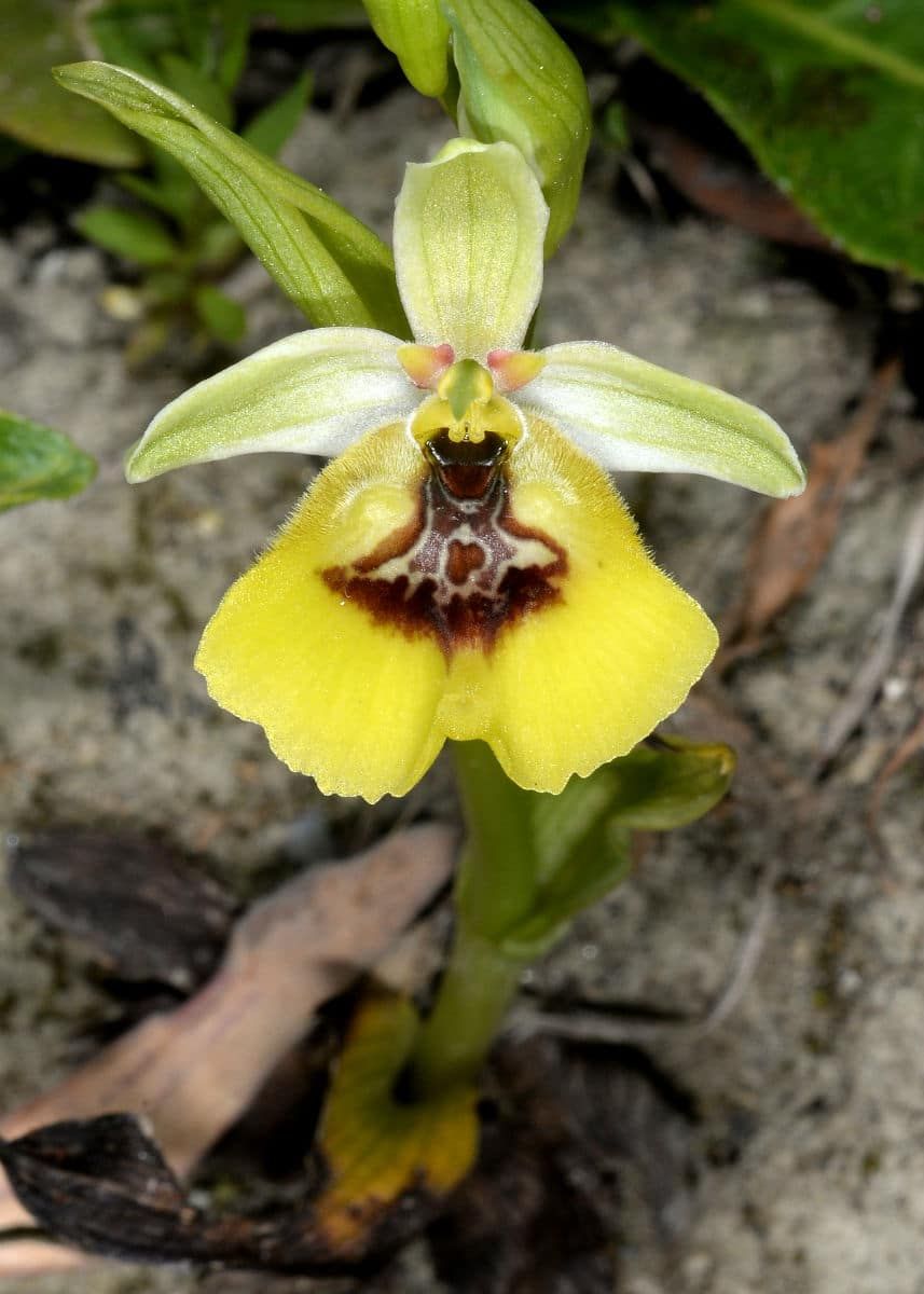 Orchid Digest Photo Gallery | Stunning Orchid Images