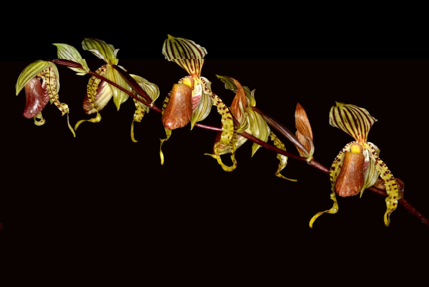 Orchid Digest Photo Gallery | Stunning Orchid Images