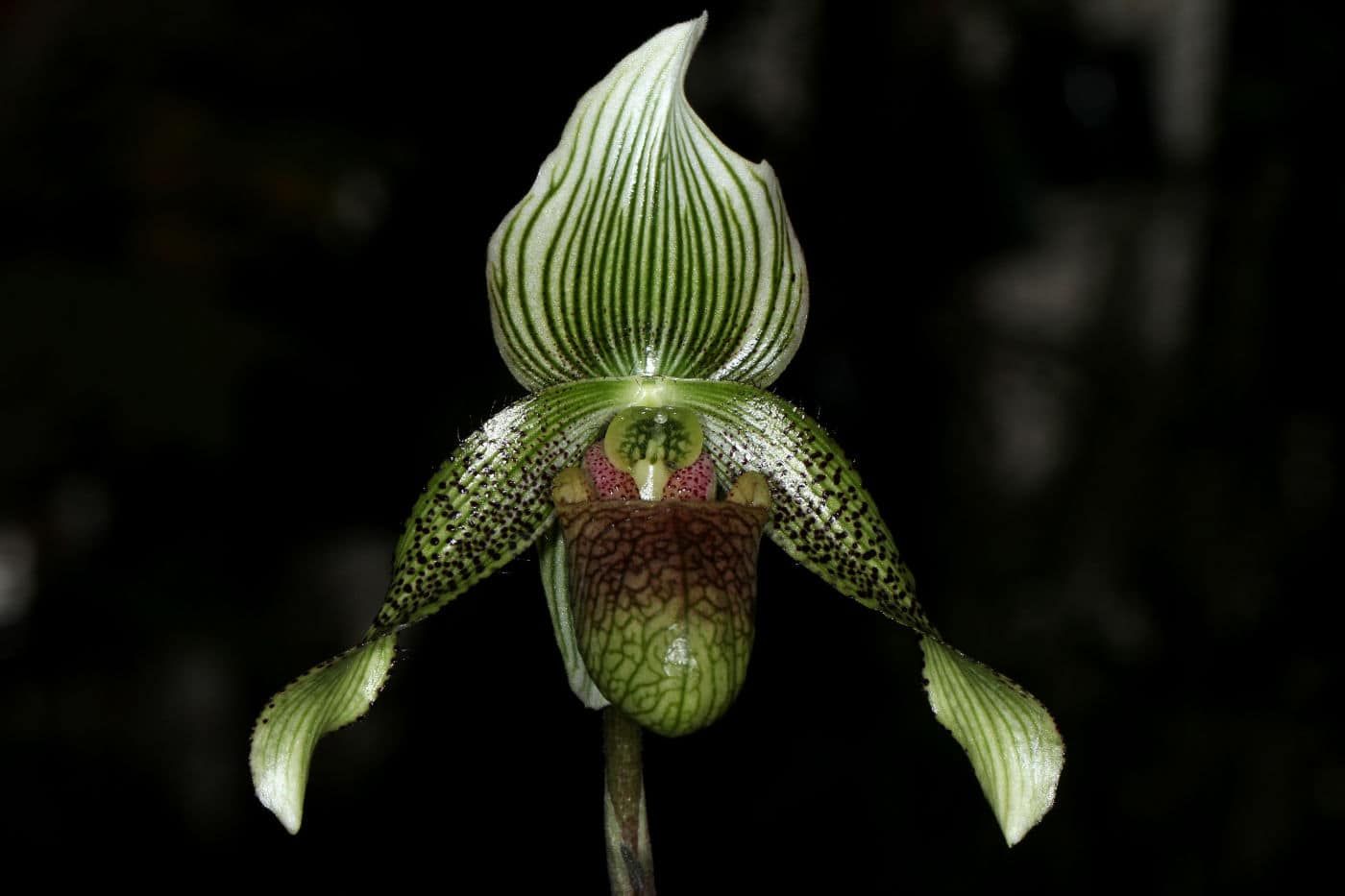 Orchid Digest Photo Gallery | Stunning Orchid Images