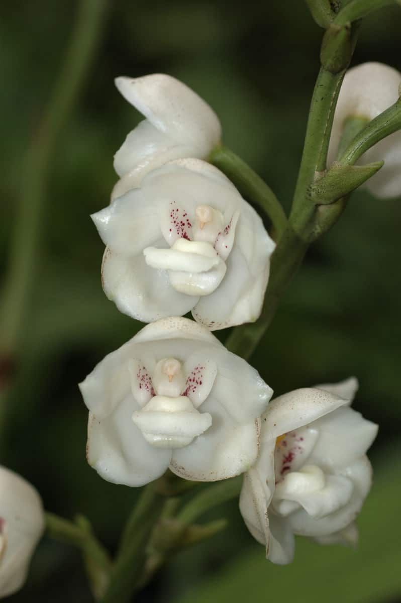 Orchid Digest Photo Gallery | Stunning Orchid Images