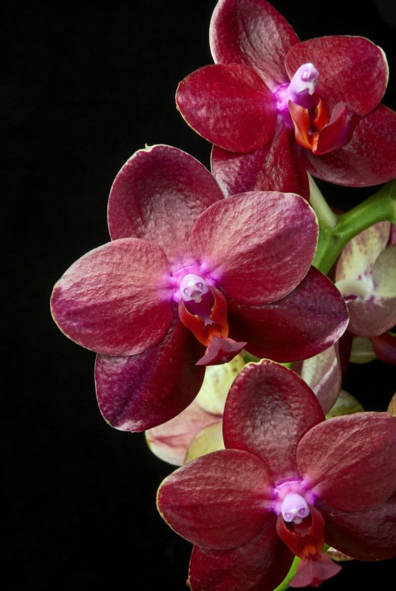 Orchid Digest Photo Gallery | Stunning Orchid Images