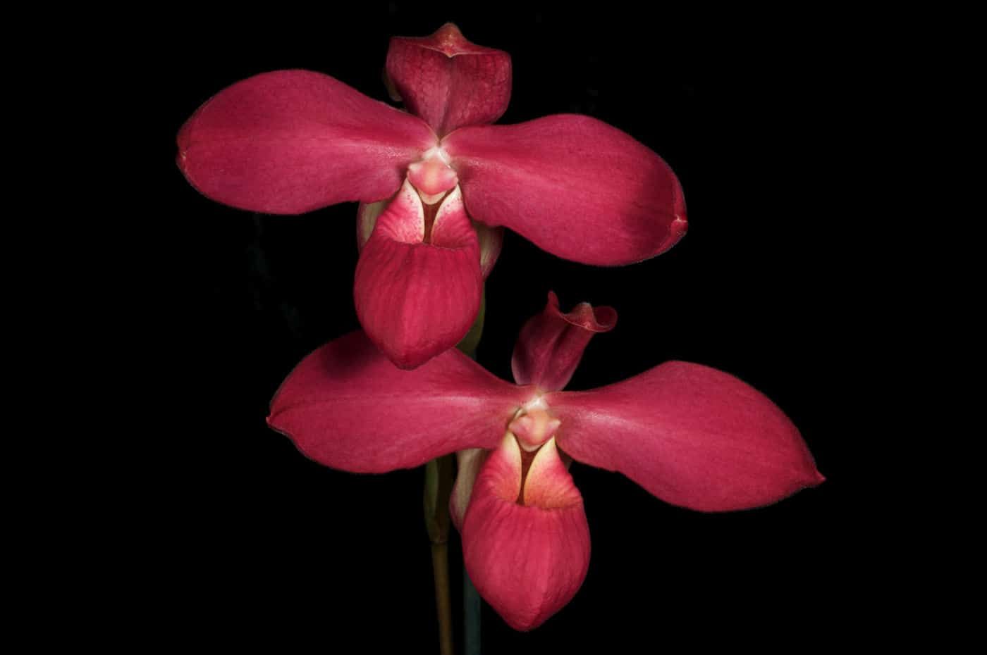 Orchid Digest Photo Gallery | Stunning Orchid Images