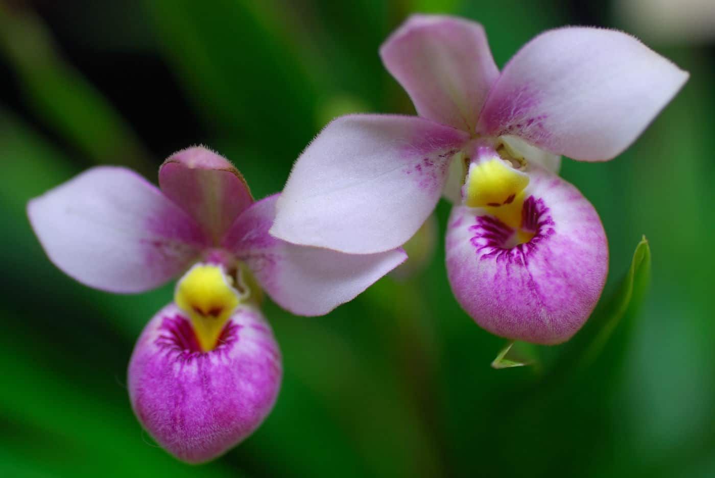 Orchid Digest Photo Gallery | Stunning Orchid Images