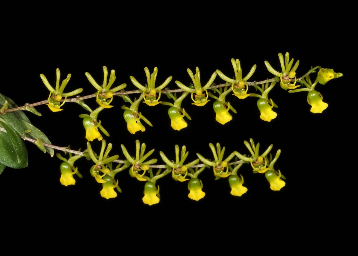 Orchid Digest Photo Gallery | Stunning Orchid Images