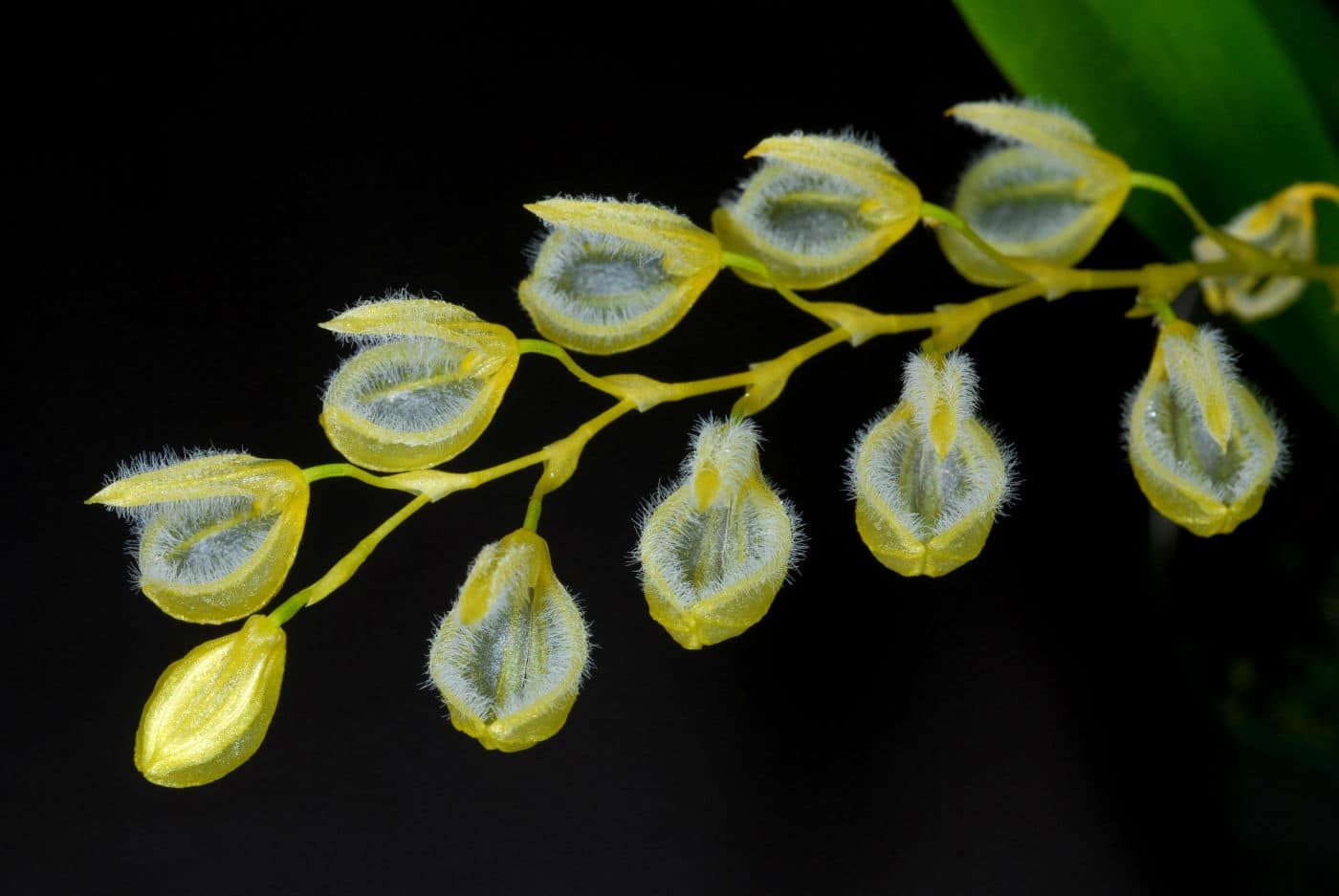 Orchid Digest Photo Gallery | Stunning Orchid Images