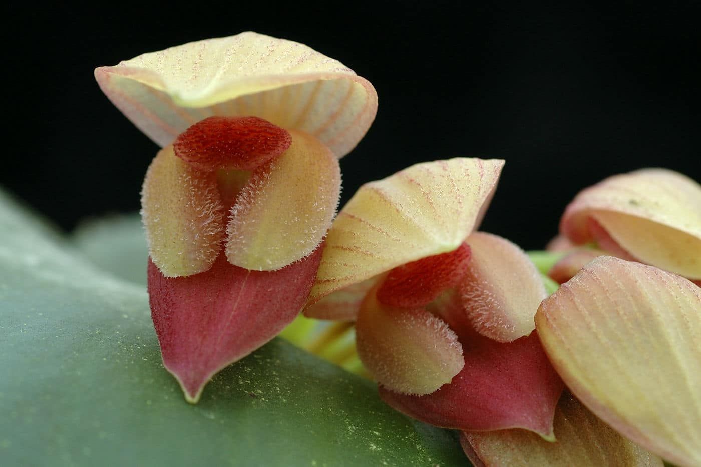 Orchid Digest Photo Gallery | Stunning Orchid Images